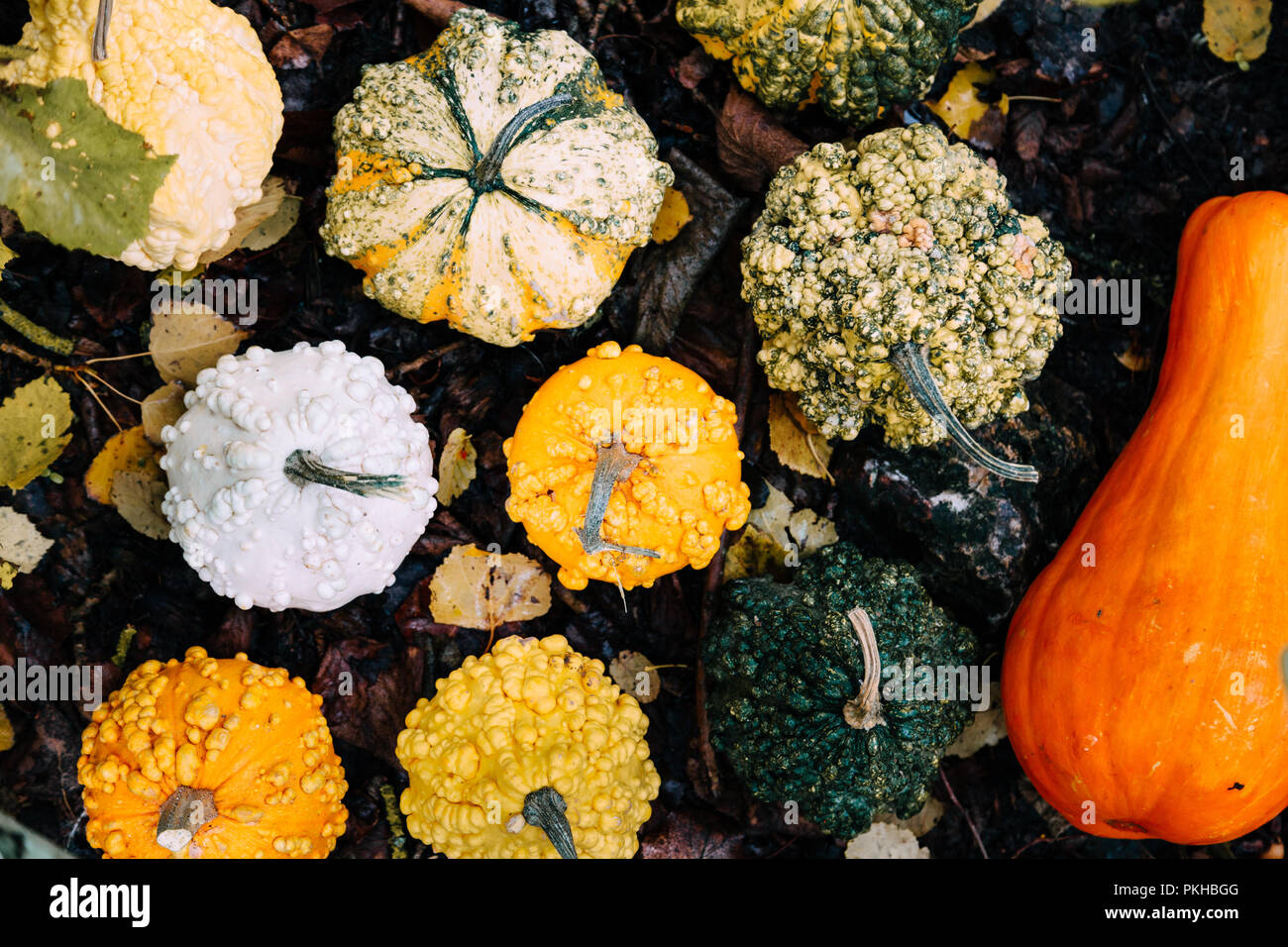 Different kinds of pumpkins in the forest with fairy lights Stock Photo ...