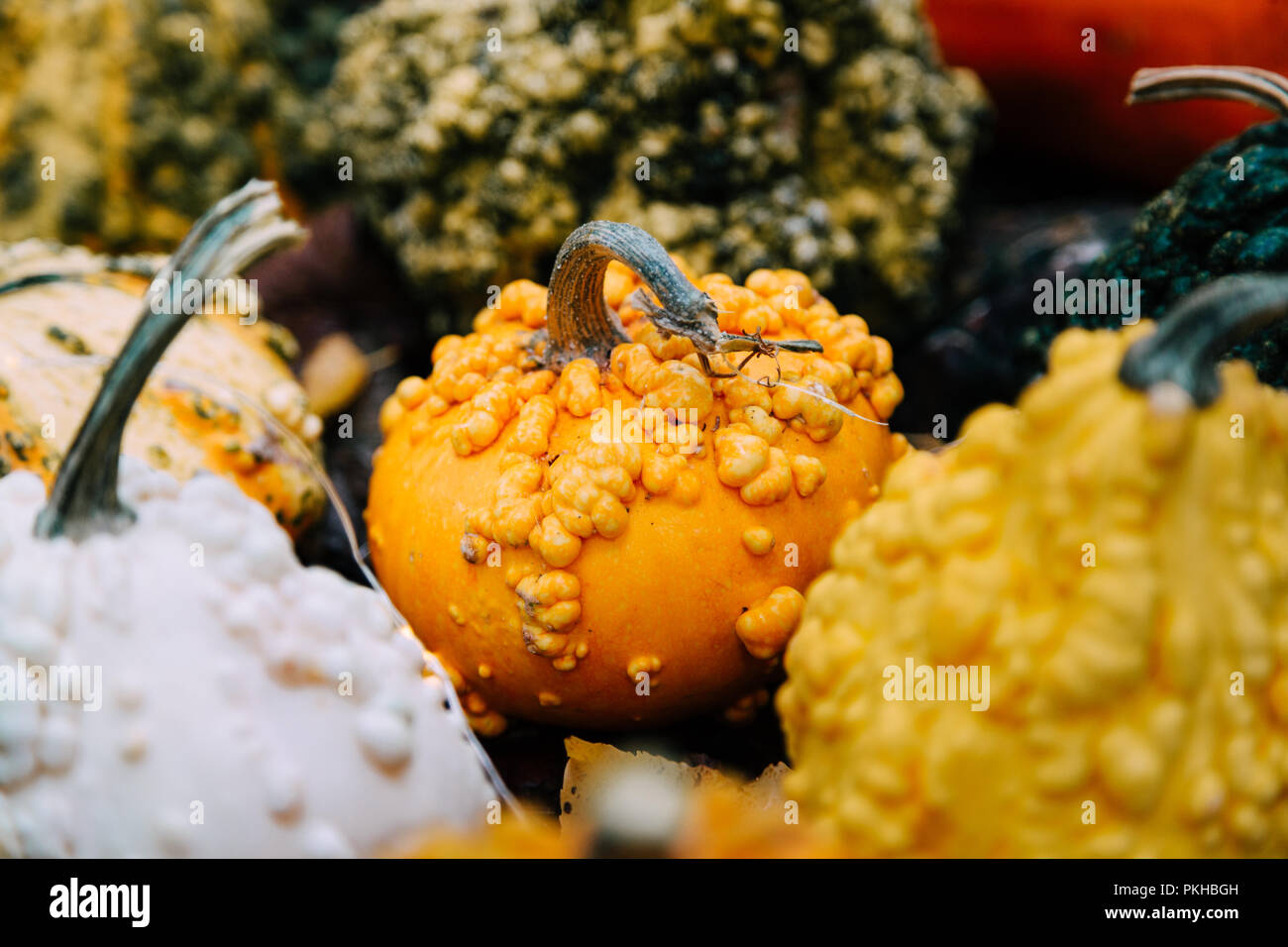 Different kinds of pumpkins in the forest with fairy lights Stock Photo ...