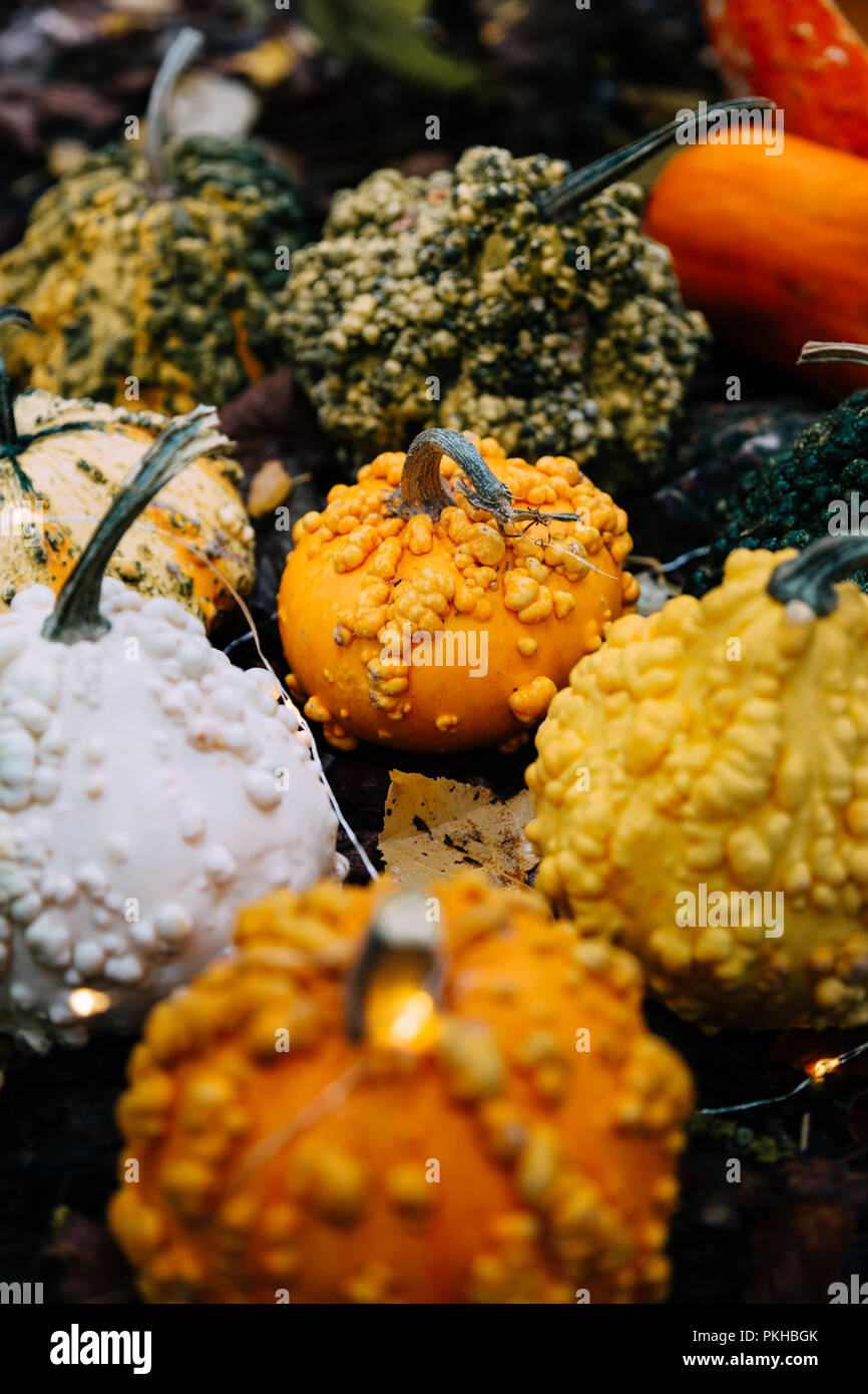 Different kinds of pumpkins in the forest with fairy lights Stock Photo ...