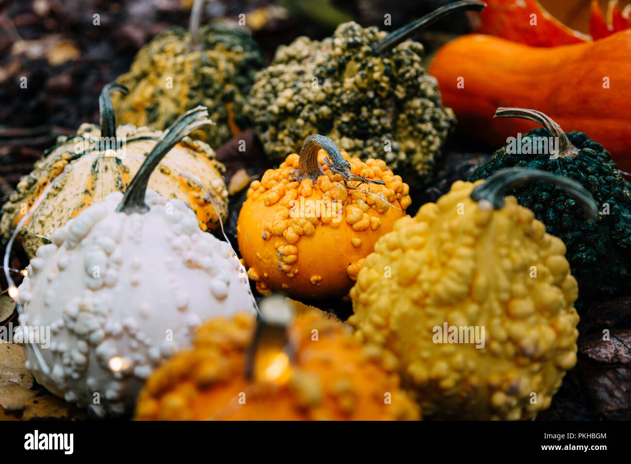 Different kinds of pumpkins in the forest with fairy lights Stock Photo ...