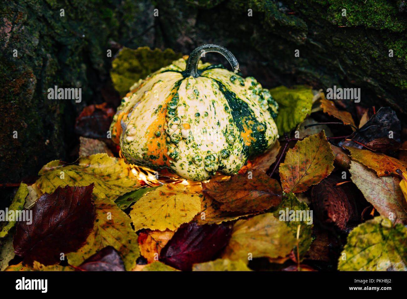 Small pumpkin kind hi-res stock photography and images - Alamy