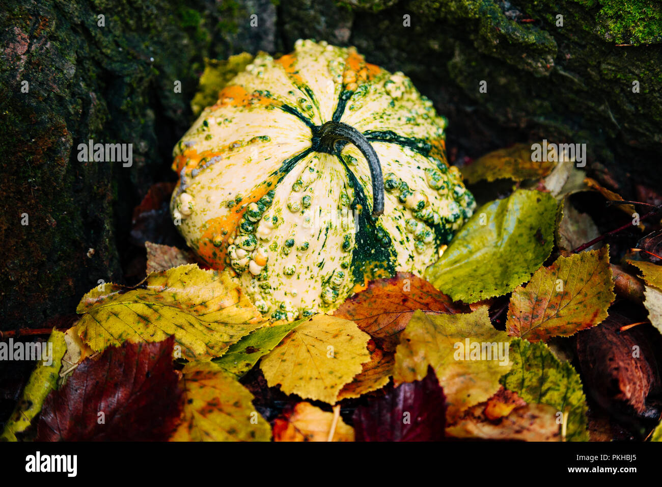 One small pumpkin in the forest with fall leafs Stock Photo - Alamy