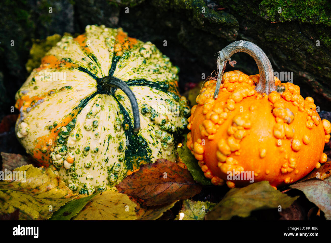 Small pumpkin kind hi-res stock photography and images - Alamy