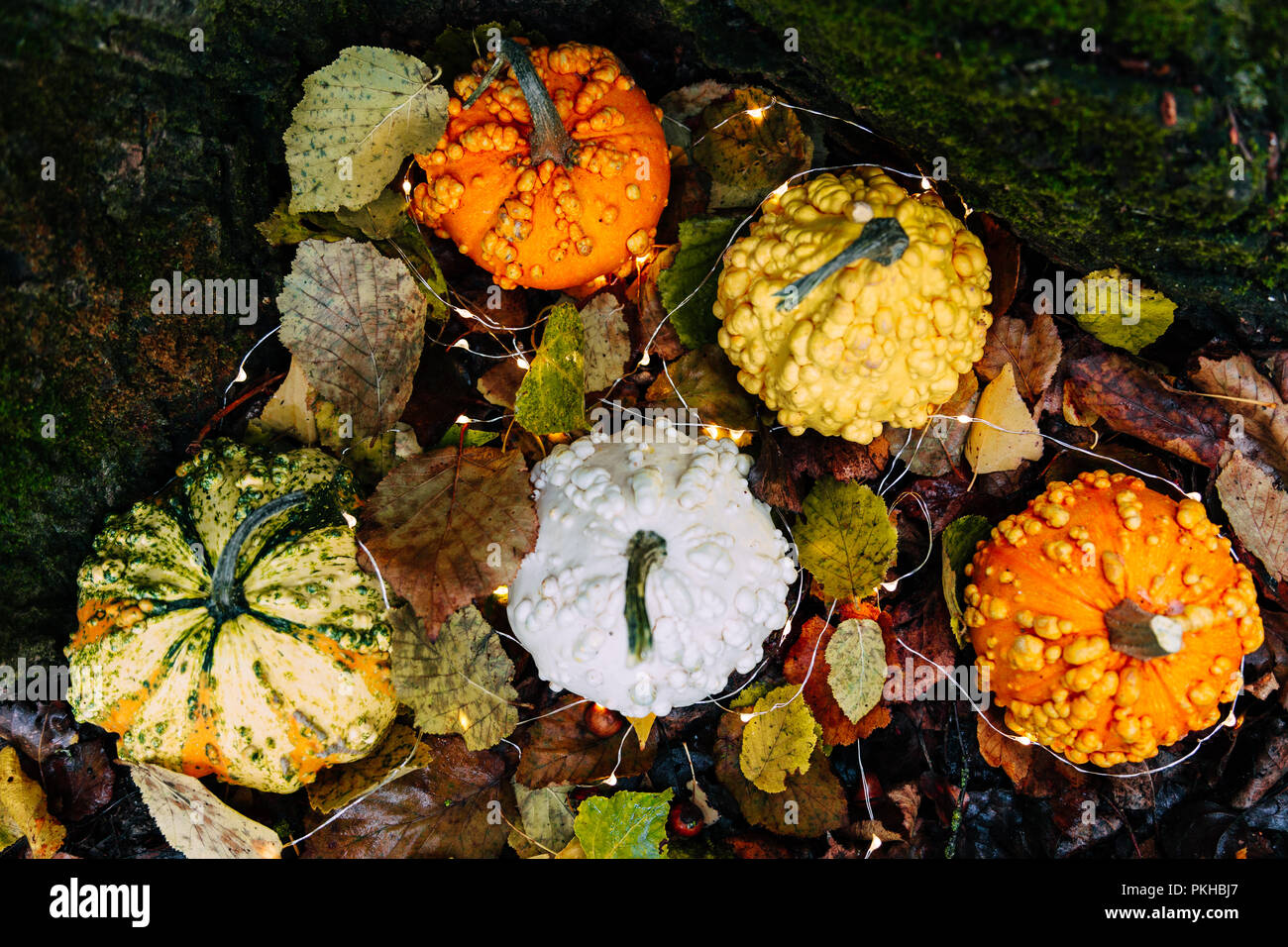 Different kinds of pumpkins in the forest with fairy lights Stock Photo ...