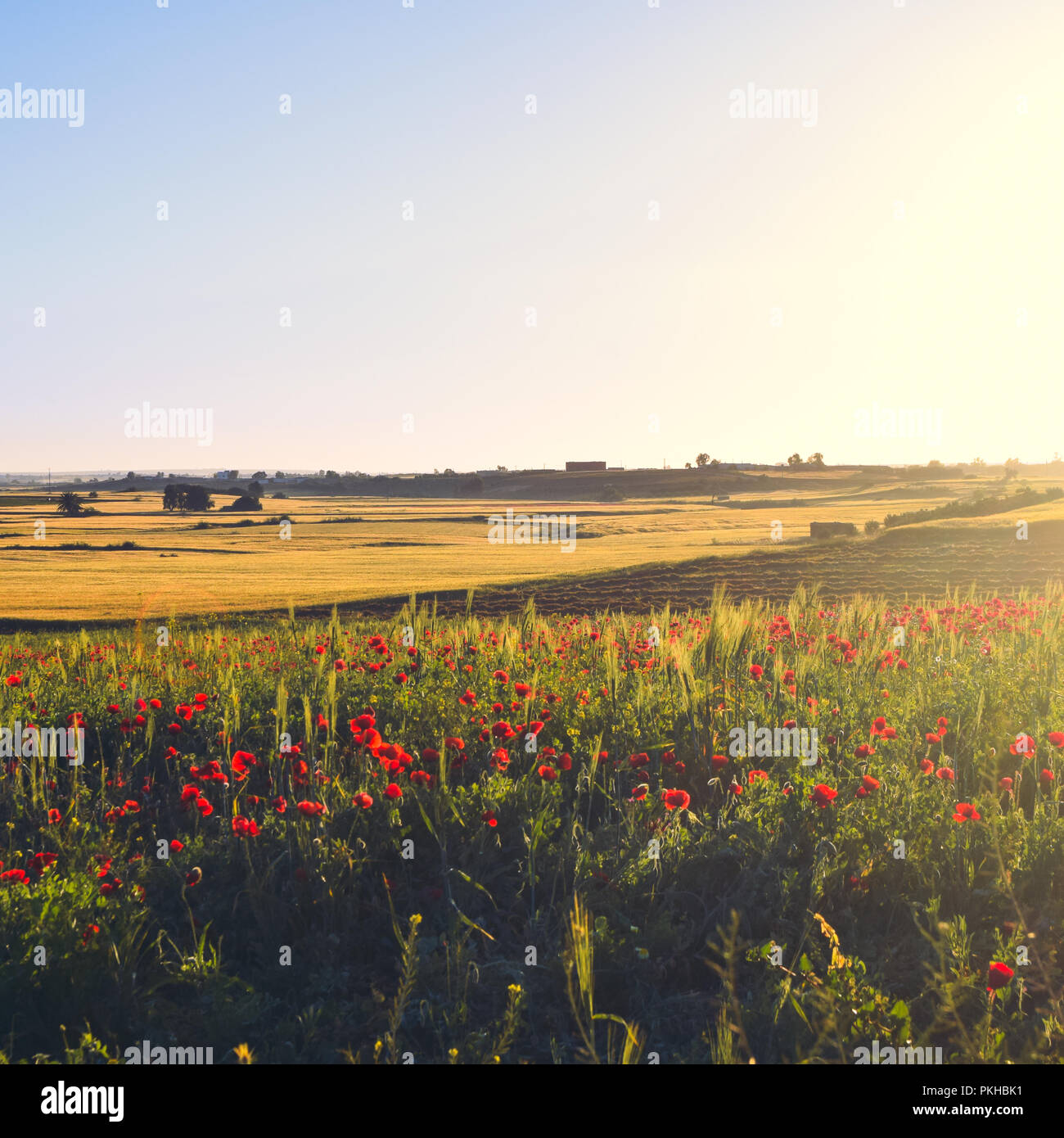 Poppy field at sunrise hi-res stock photography and images - Alamy