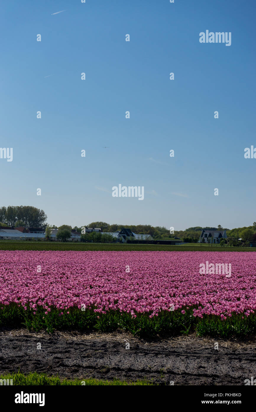 Netherlands,Lisse,Europe, a group of purple flowers in a field Stock ...