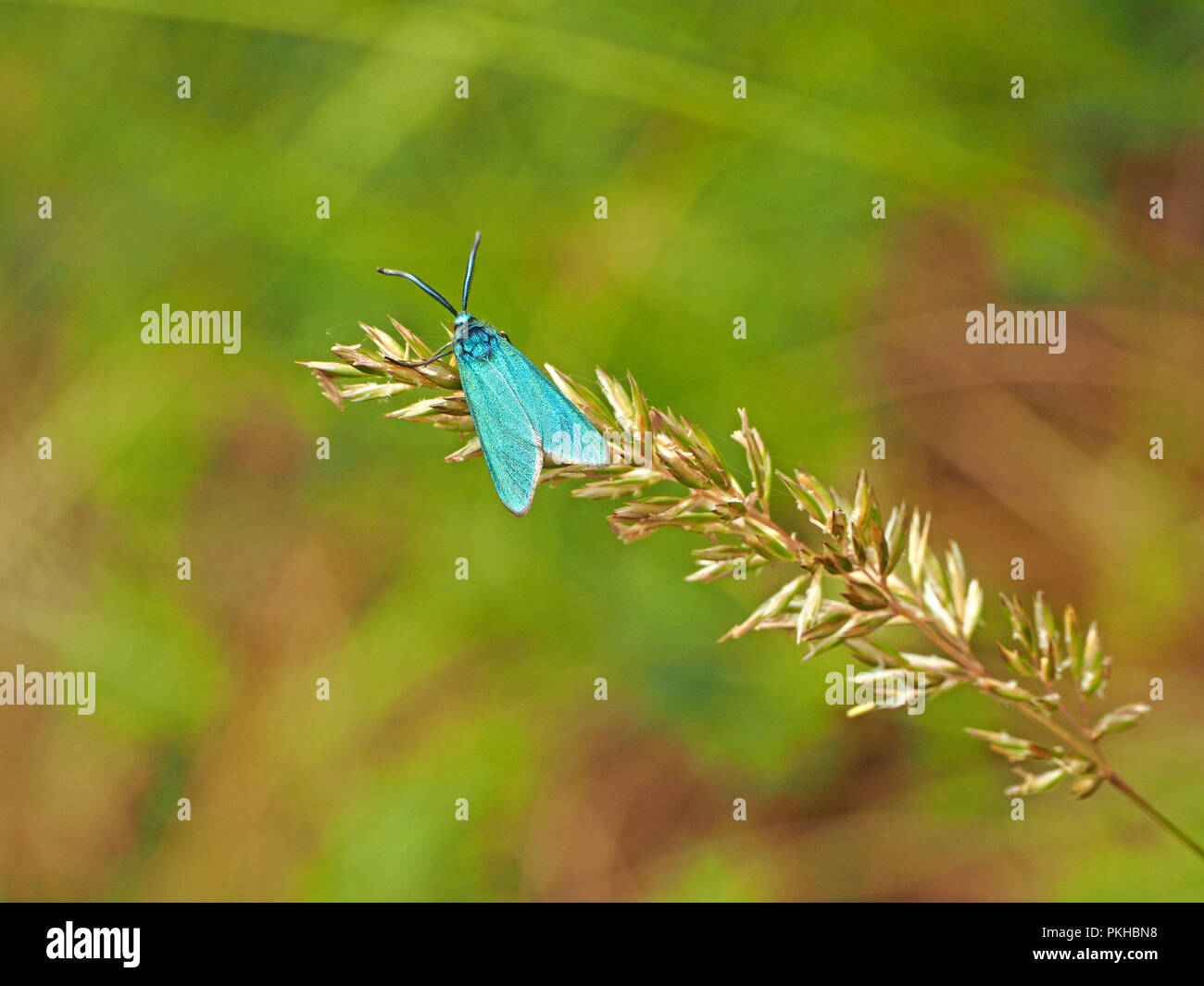 Zygaenid moth hi-res stock photography and images - Alamy
