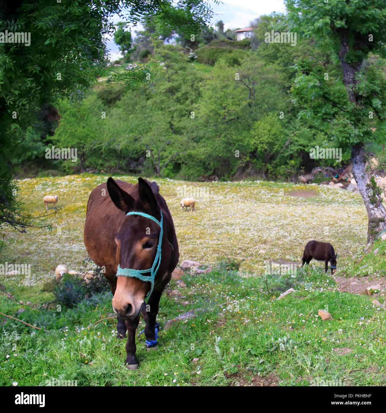 Donkeys natural habitat hi-res stock photography and images - Alamy