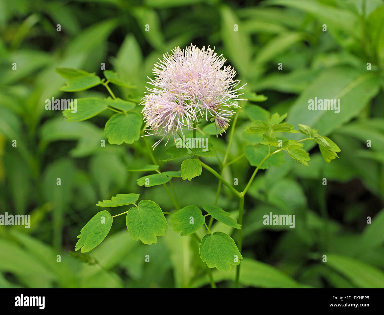 Thalictrum aquillegifolium hi-res stock photography and images - Alamy