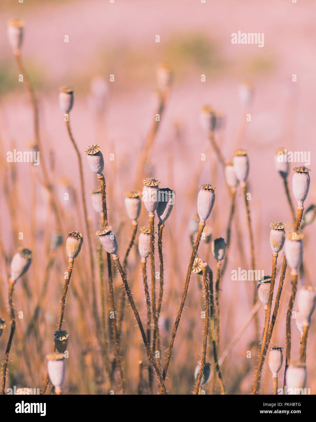 beautiful picture of dead poppies Stock Photo - Alamy