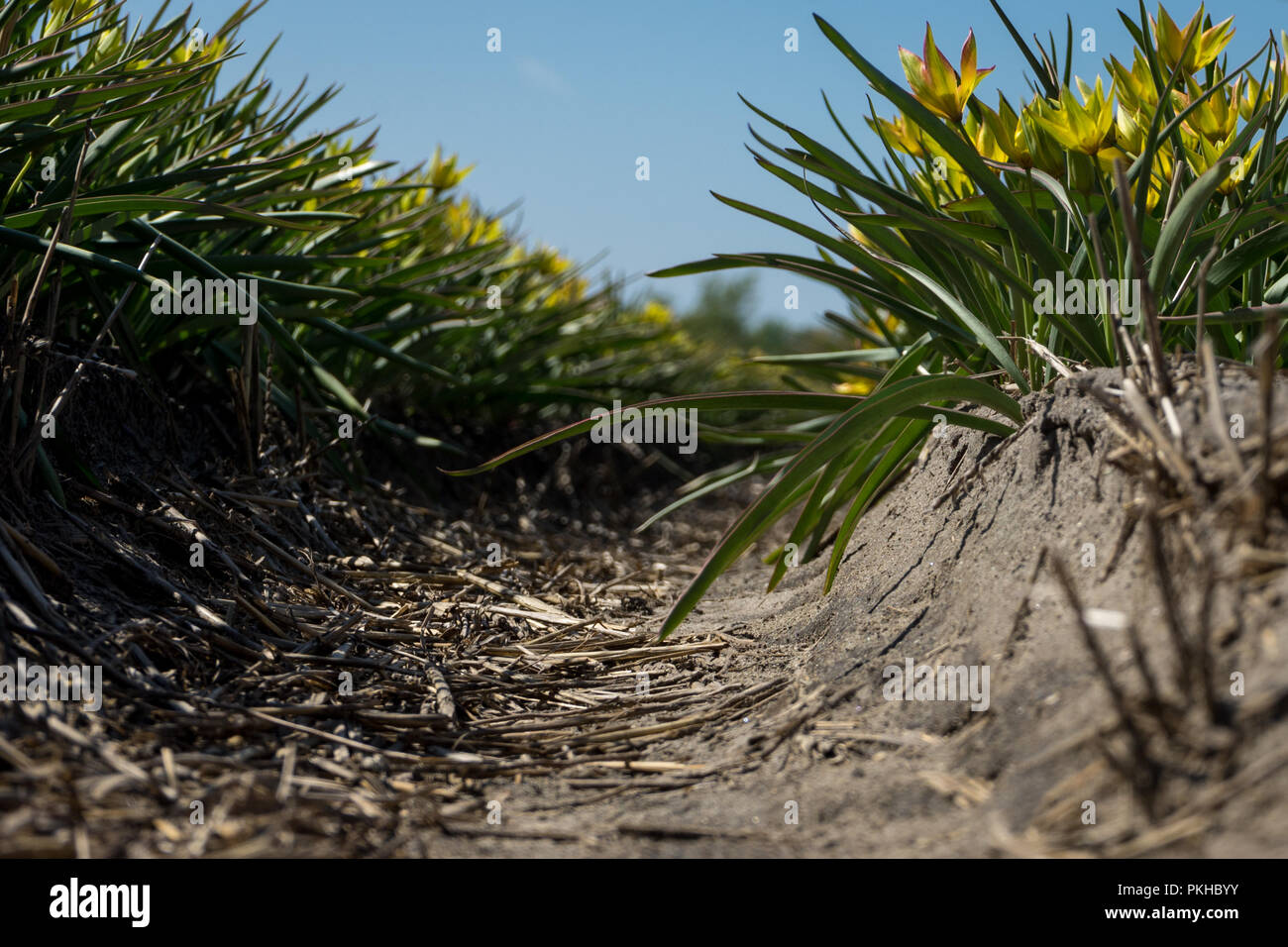 Netherlands,Lisse,Europe, a group of palm trees next to a tree Stock ...