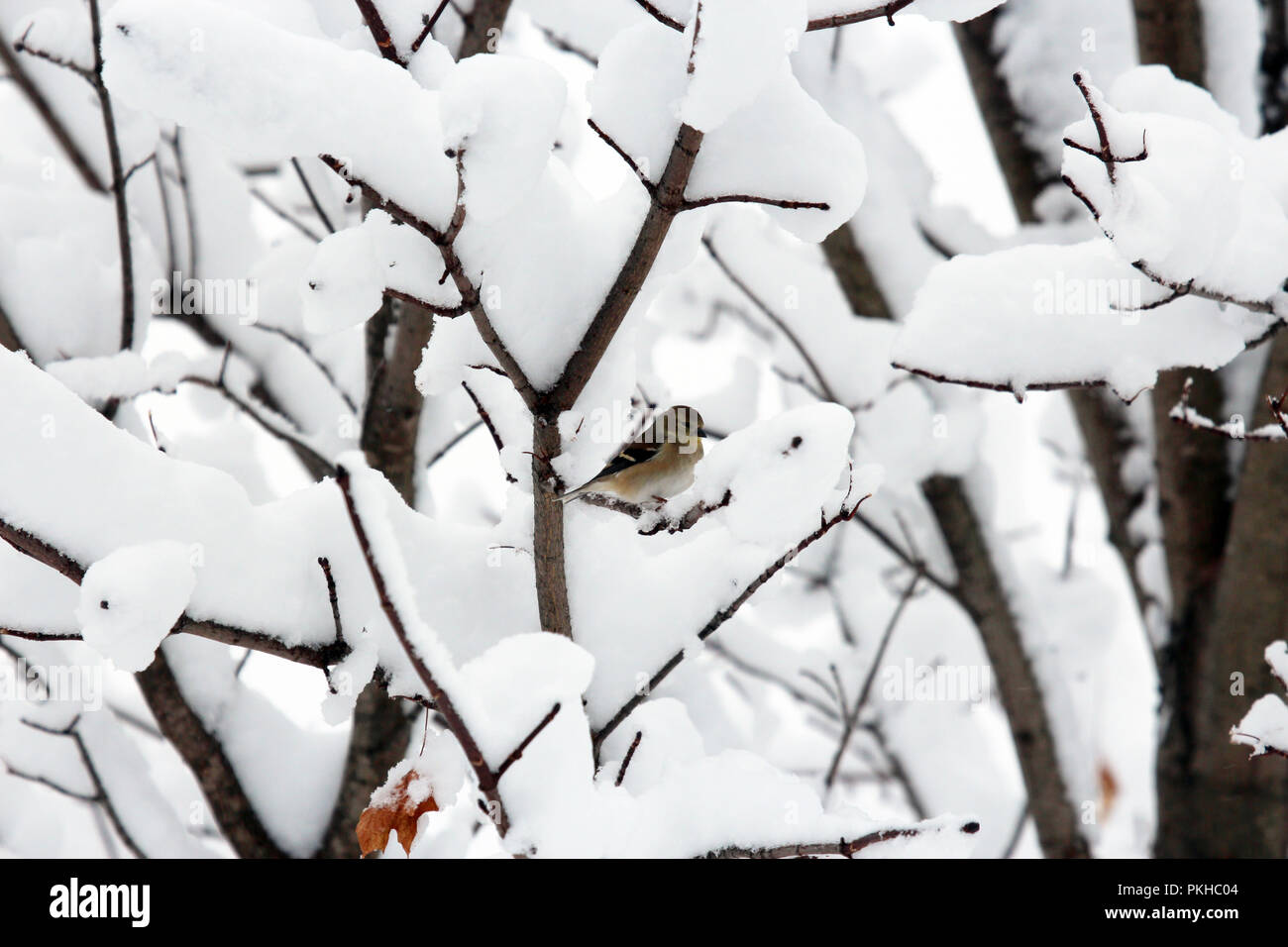 American goldfinch in snow hi-res stock photography and images - Alamy