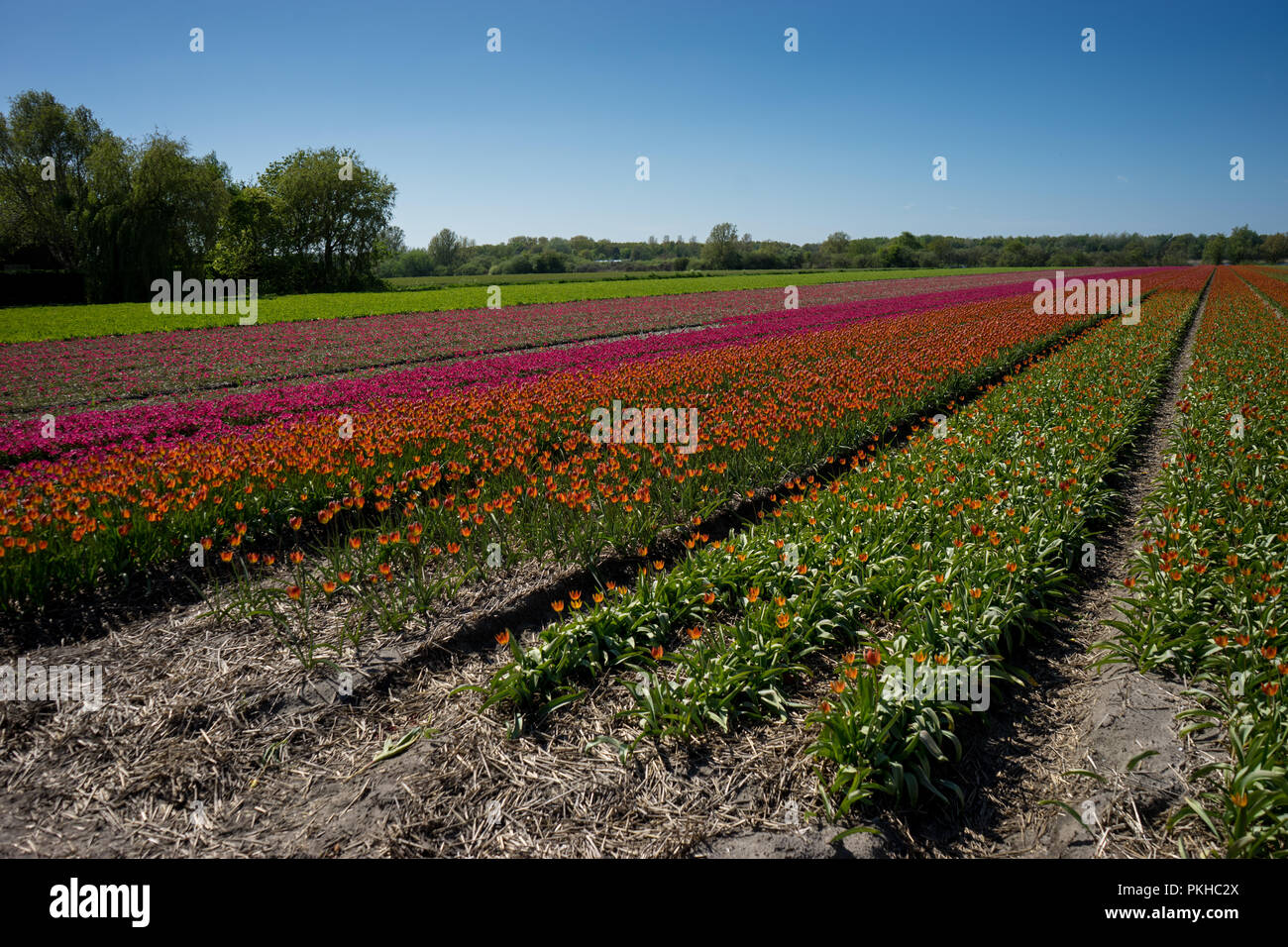 Netherlands tulip train hi-res stock photography and images - Alamy