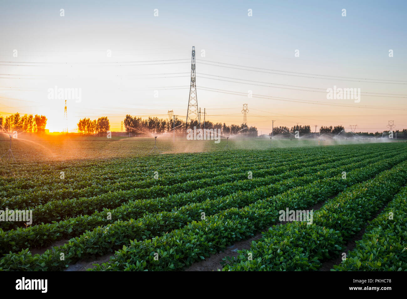 Water-saving devices to irrigate their fields Stock Photo - Alamy