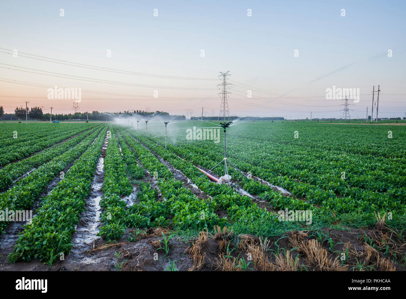 Water-saving devices to irrigate their fields Stock Photo - Alamy
