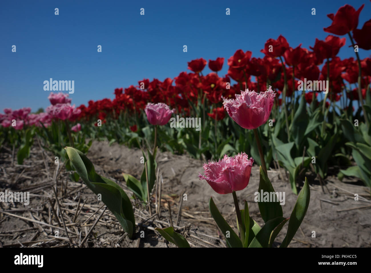 Netherlands,Lisse,Europe, a pink flower on a plant Stock Photo - Alamy