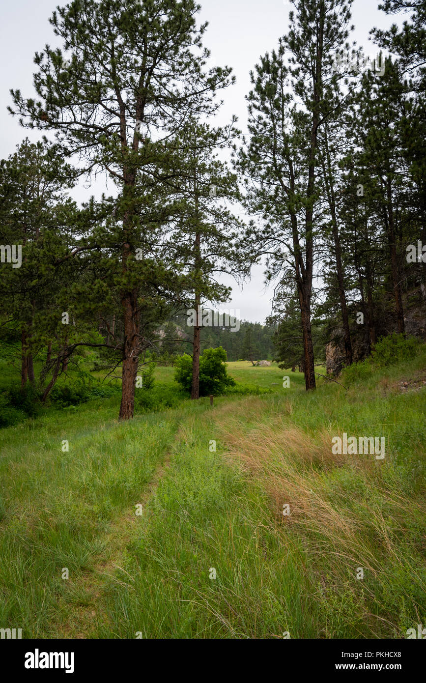Grassy trail through trees hi-res stock photography and images - Alamy