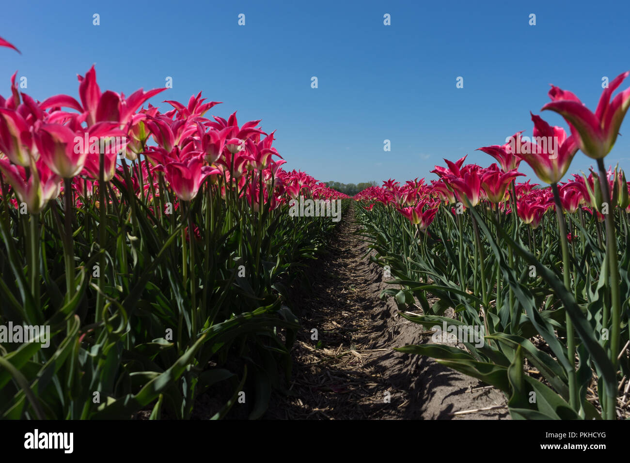 Netherlands,Lisse,Europe, a colorful flower on a plant Stock Photo - Alamy