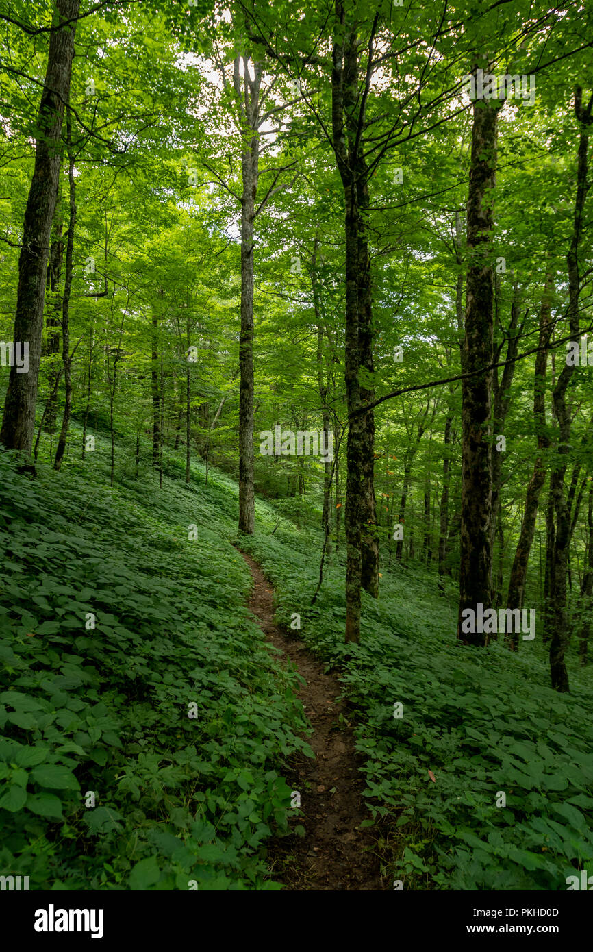 Green Summer Forest with Thin Dirt Trail in the Smokies Stock Photo - Alamy