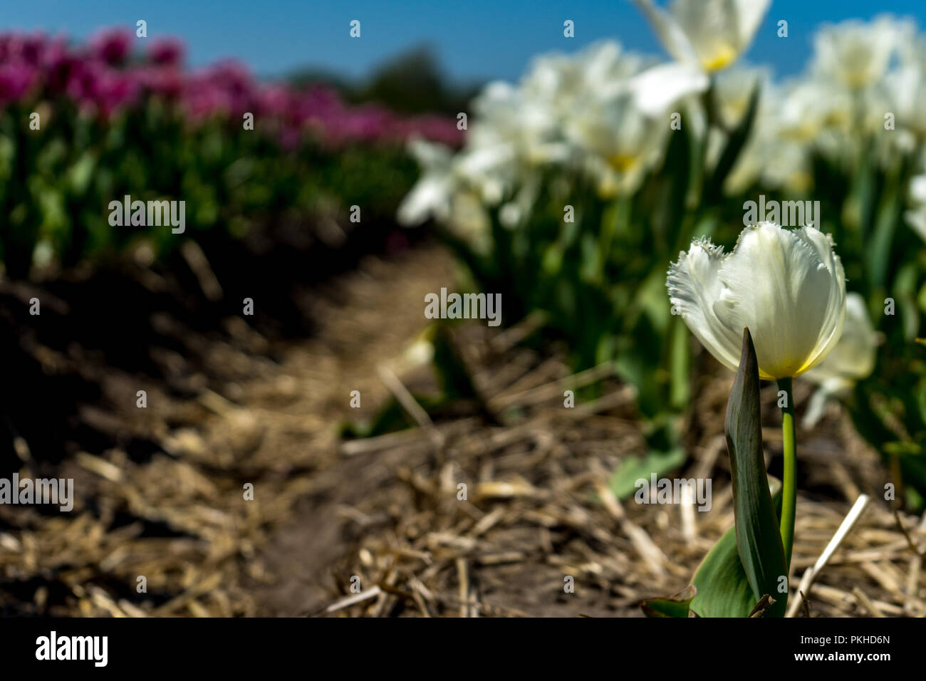 Netherlands,Lisse,Europe, a white flower on a plant Stock Photo - Alamy
