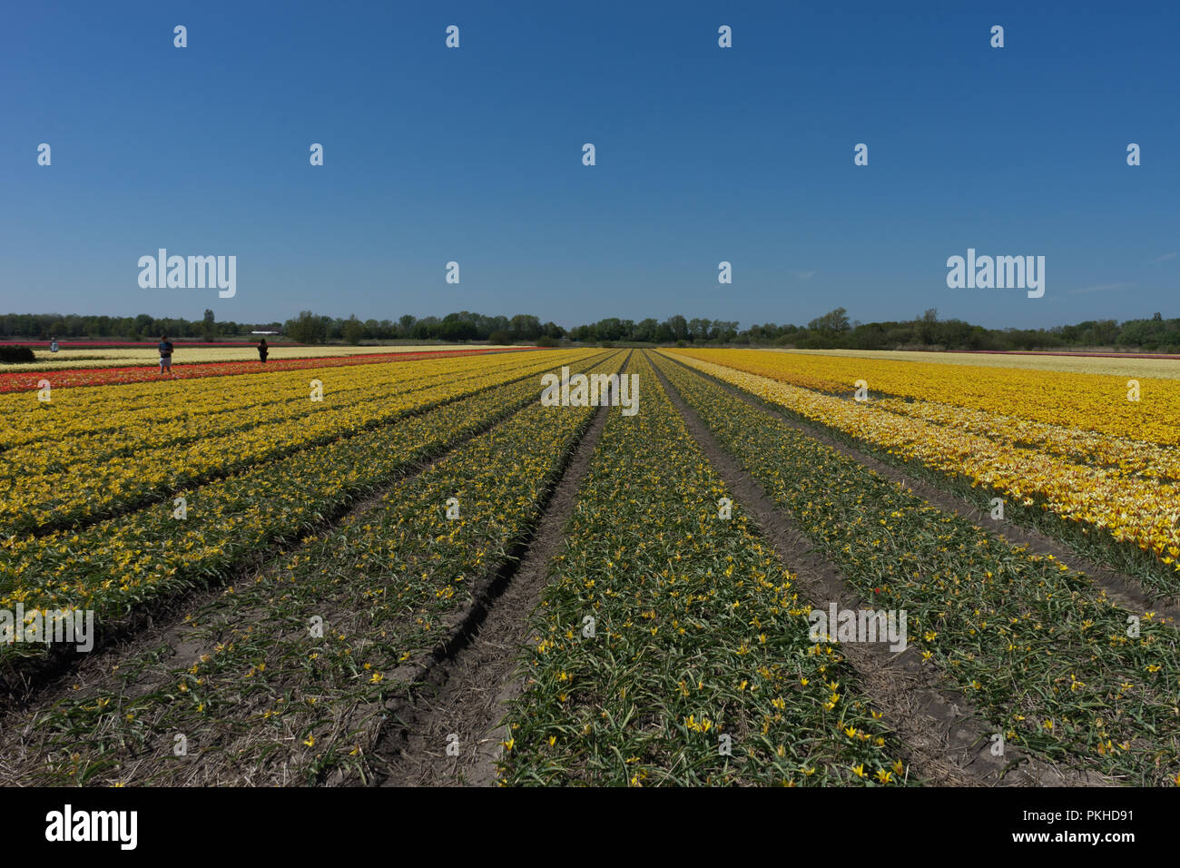 Canola near holland hi-res stock photography and images - Alamy