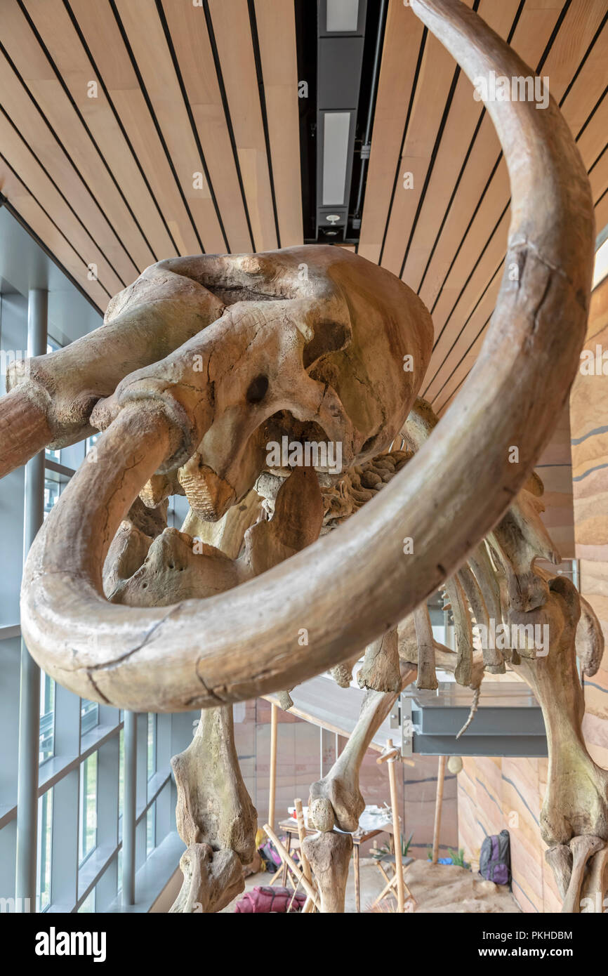 Columbian mammoth fossil mammuthus columbi hi-res stock photography and ...