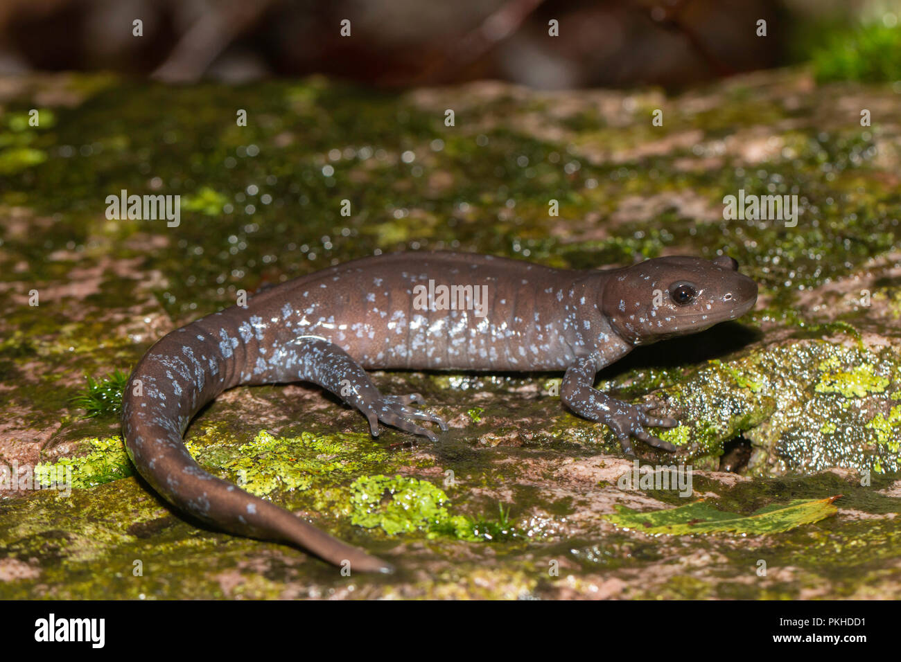 Jefferson's salamander on a colorful rock - Ambystoma jeffersonianum ...
