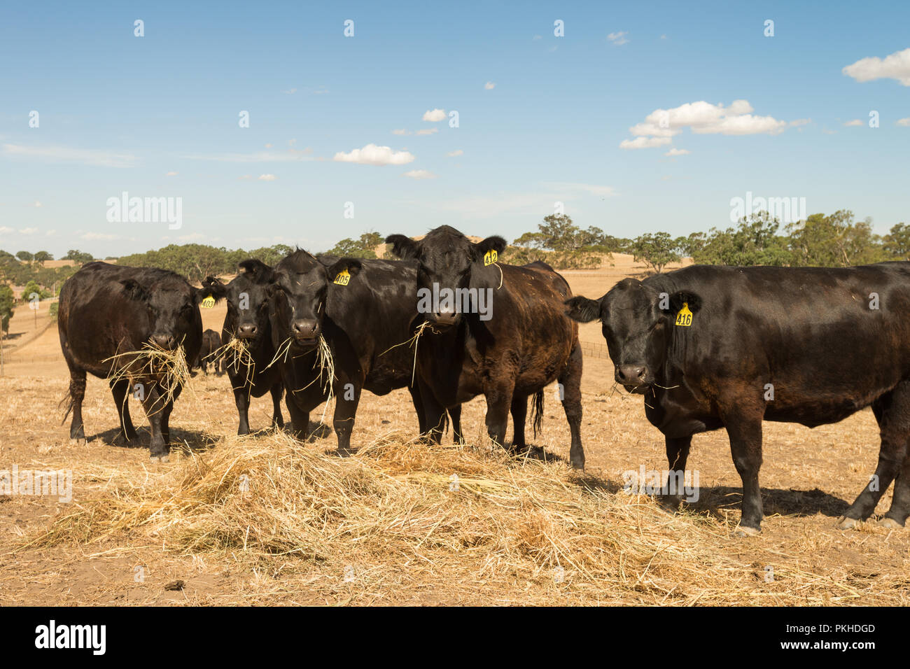 cattle eating hay in a dry pasture in summer Stock Photo - Alamy