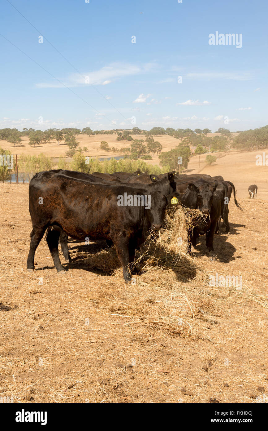cattle eating hay in a dry pasture in summer Stock Photo - Alamy