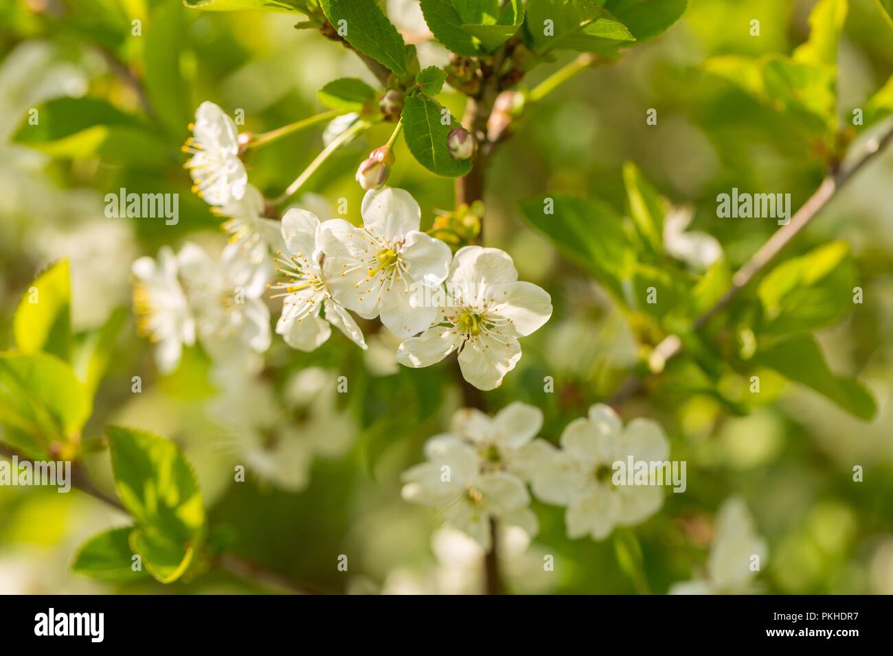 Blooming branches of cherry tree or gean tree. Close up of flowering ...