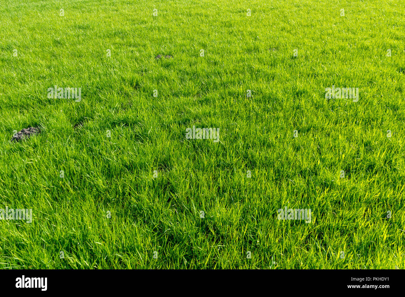 Netherlands,Wetlands,Maarken, Green grass field Stock Photo - Alamy