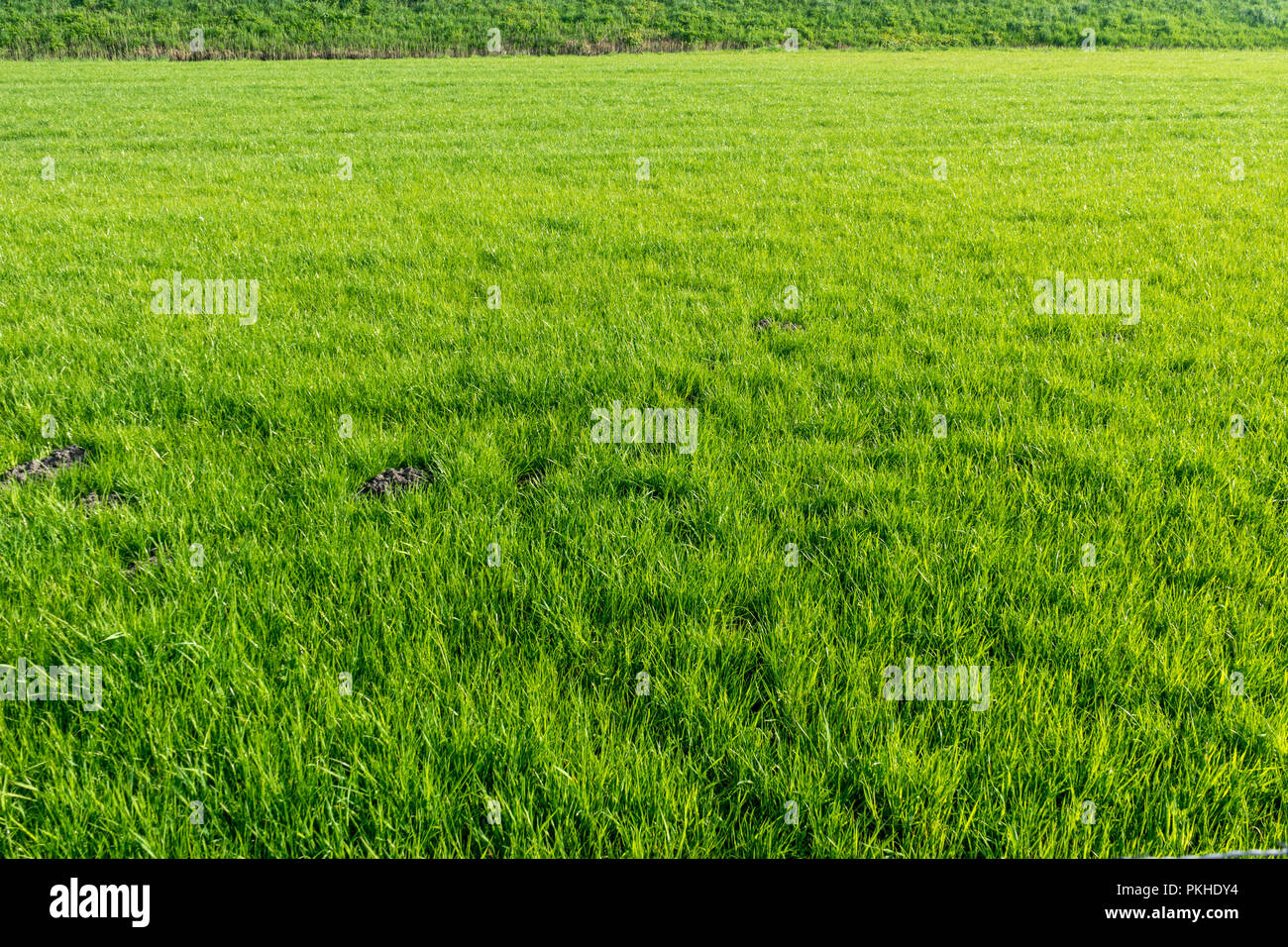 Netherlands,Wetlands,Maarken, Green grass field Stock Photo - Alamy