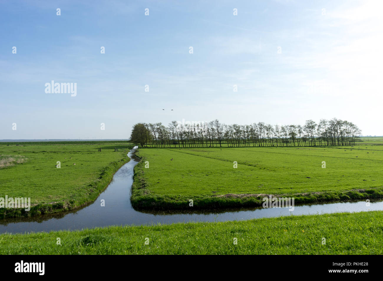 Netherlands,Wetlands,Maarken,Europe, a close up of a lush green field ...
