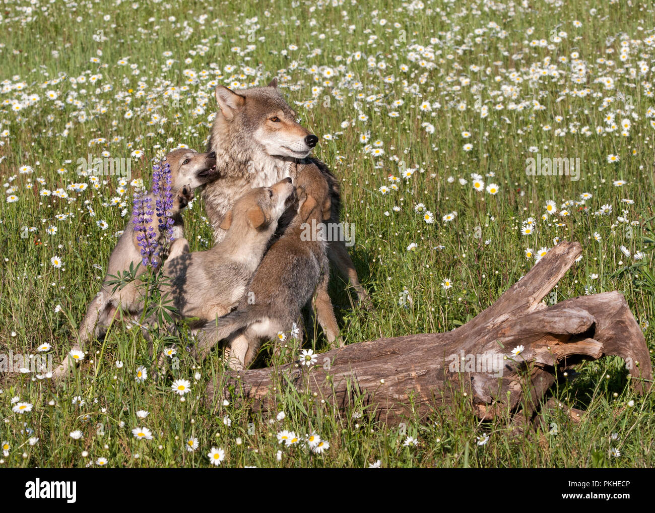 Adult Wolf and Pups in Flowers Stock Photo - Alamy