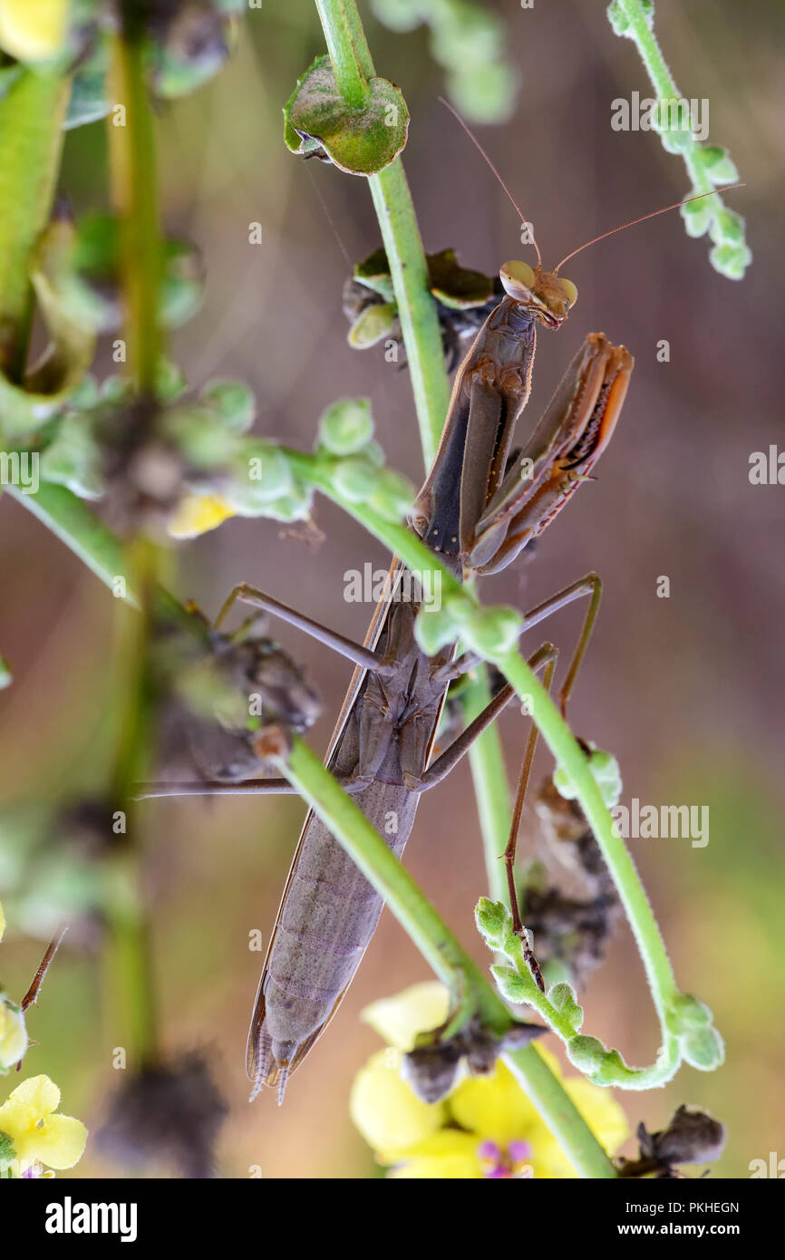 European preying mantis mantis religiosa hi-res stock photography and ...