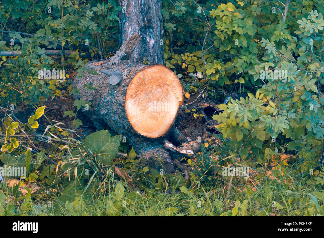 The average plan of the sawn pine trunk of a tree with annual rings ...