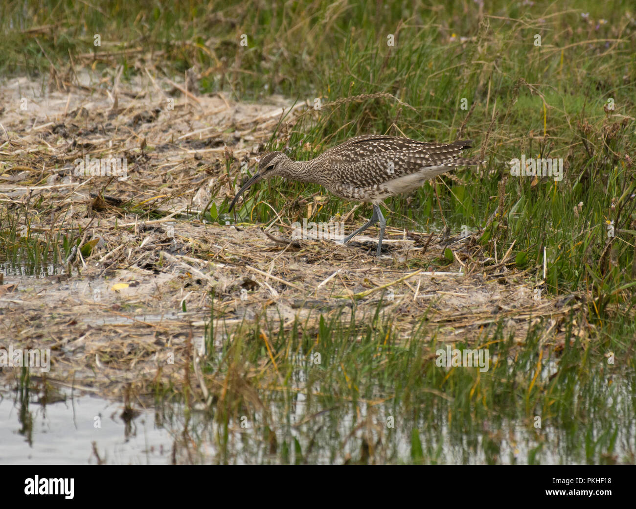 Salt marsh foraging hi-res stock photography and images - Alamy