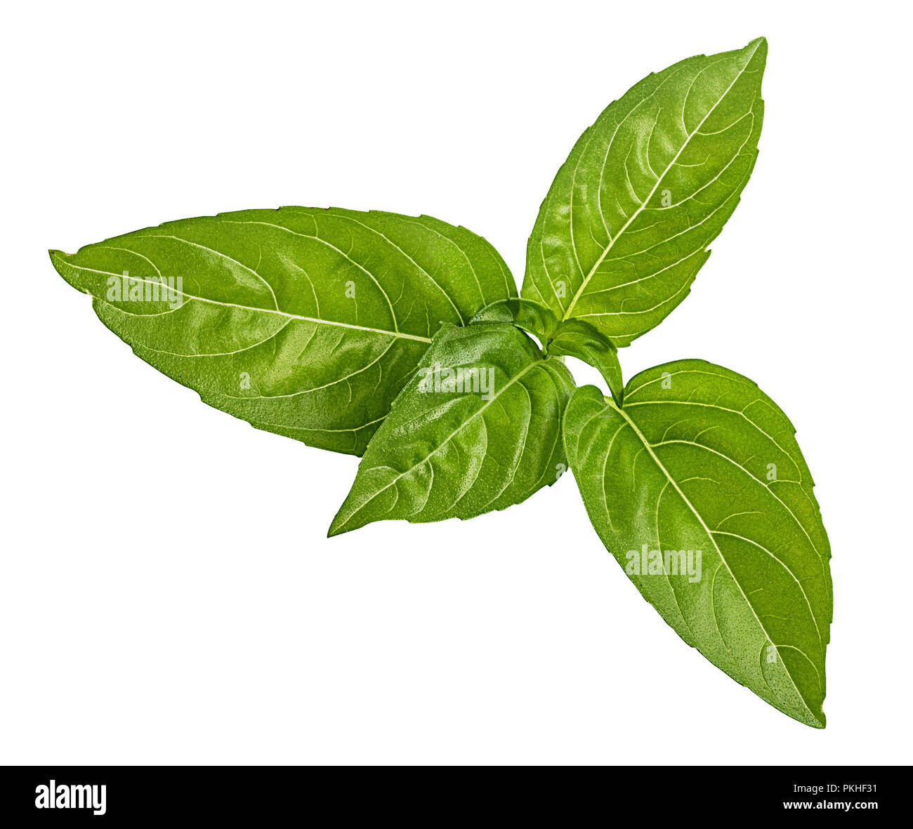 Basil top view isolated hi-res stock photography and images - Alamy