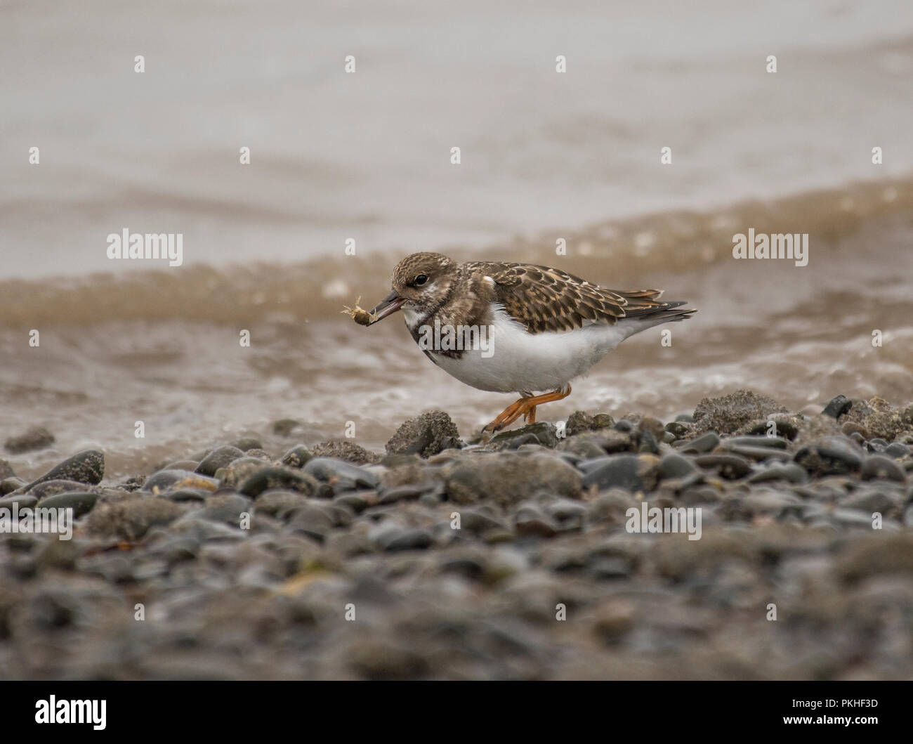 Ruddy Turnstone, Arenaria interpres, with prey, river Wyre, Lancashire ...