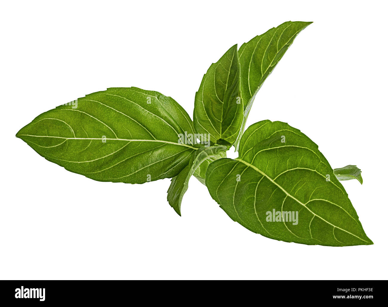 Basil isolated on white background Stock Photo - Alamy