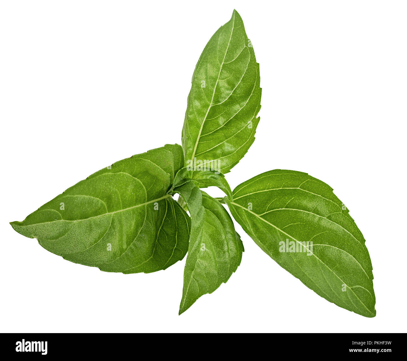Basil isolated on white background Stock Photo - Alamy