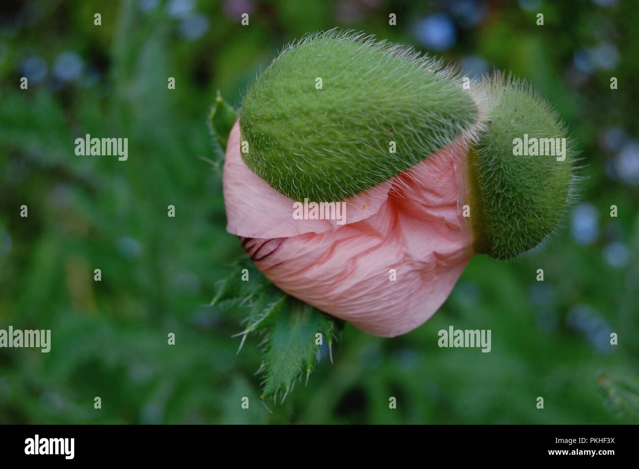 Bloom emerging hi-res stock photography and images - Alamy
