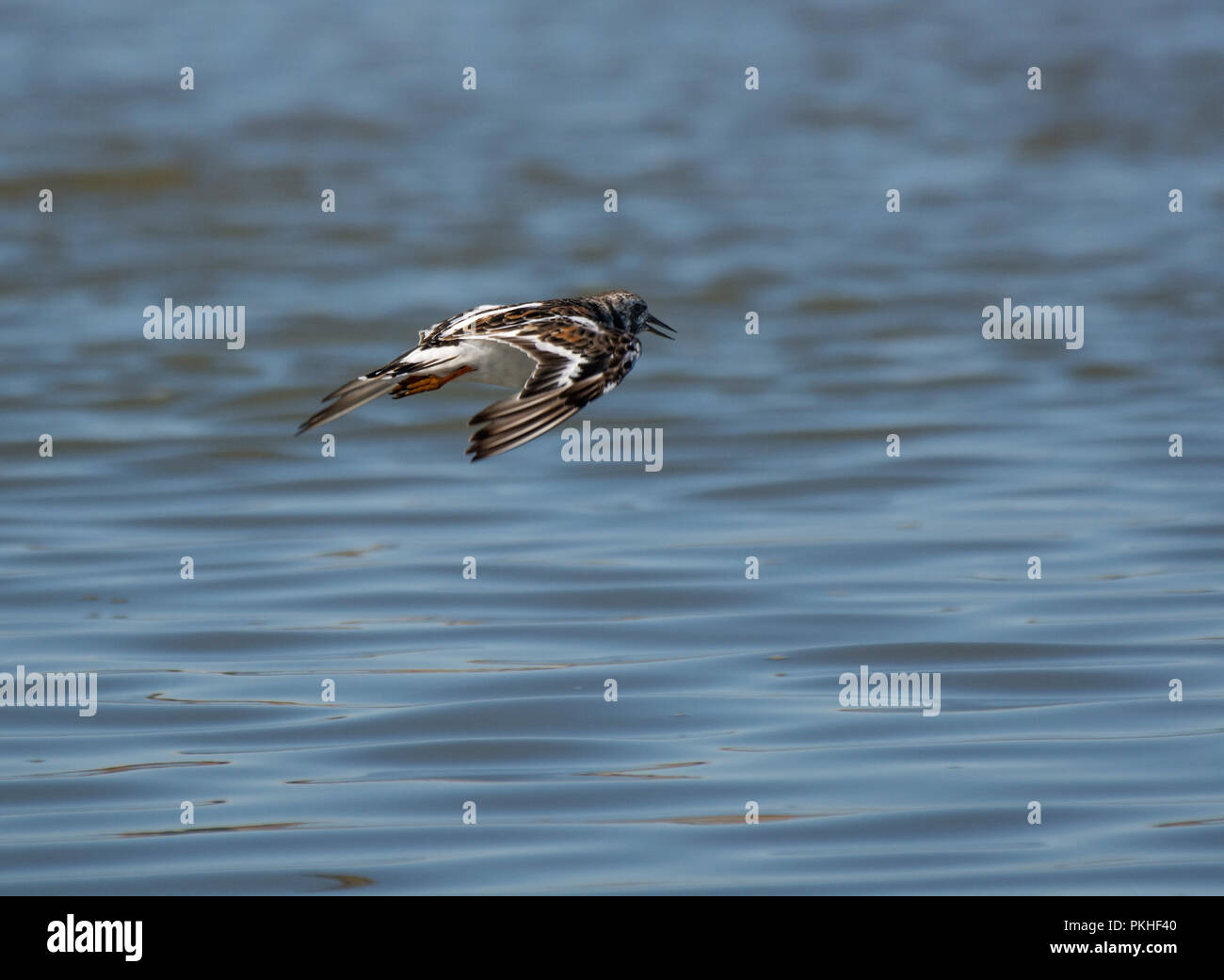Turnstone summer plumage hi-res stock photography and images - Alamy