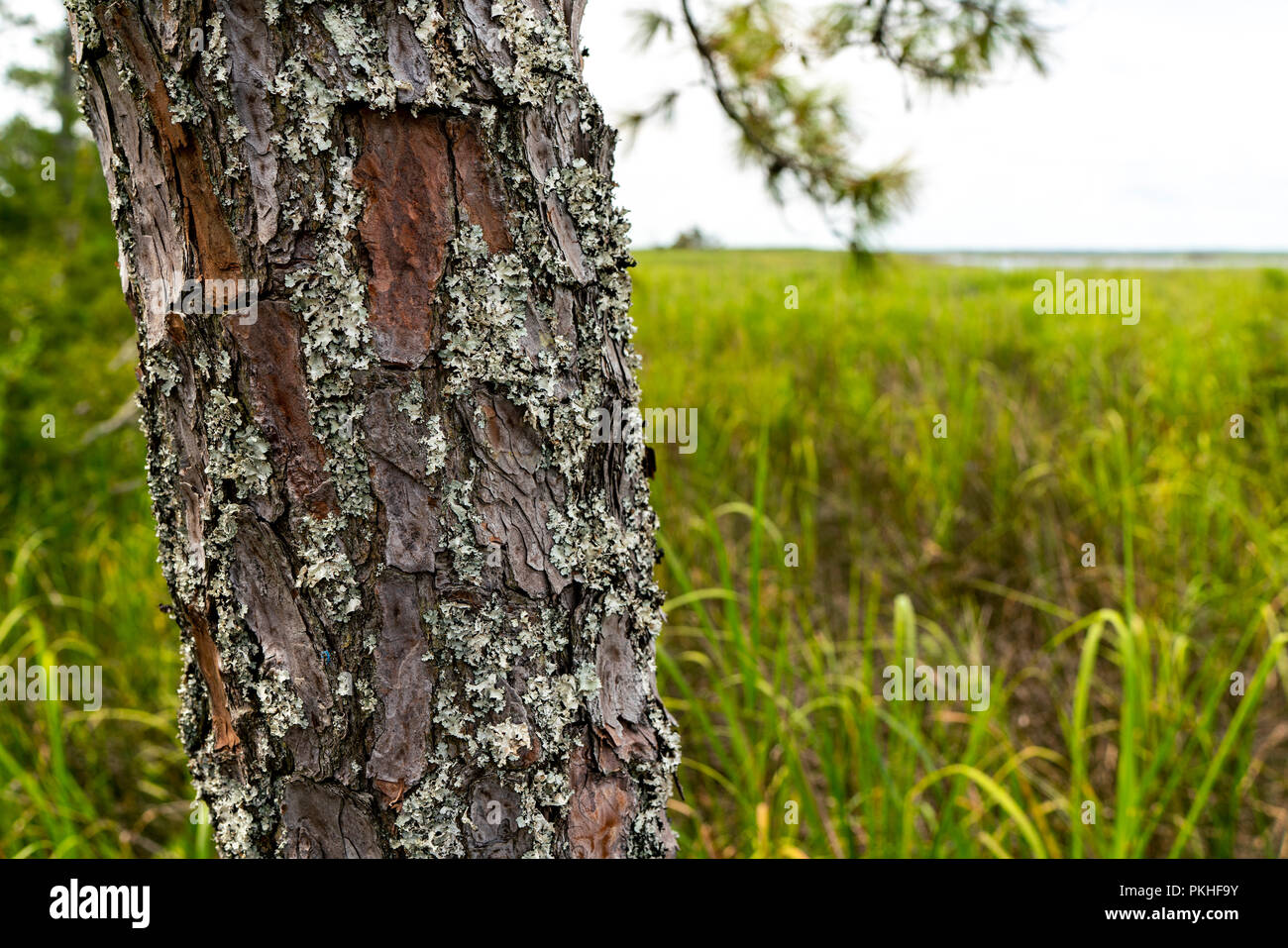 Currituck National Refuge in the Corolla section of the Outer Banks ...