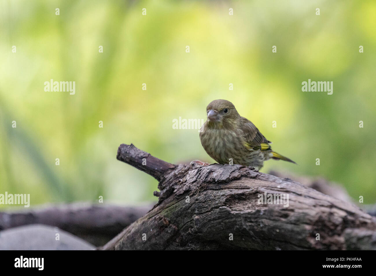 Juvenile chaffinch hi-res stock photography and images - Alamy