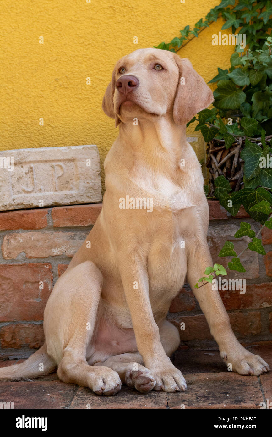 Dog posing in the garden for a portrait Stock Photo - Alamy