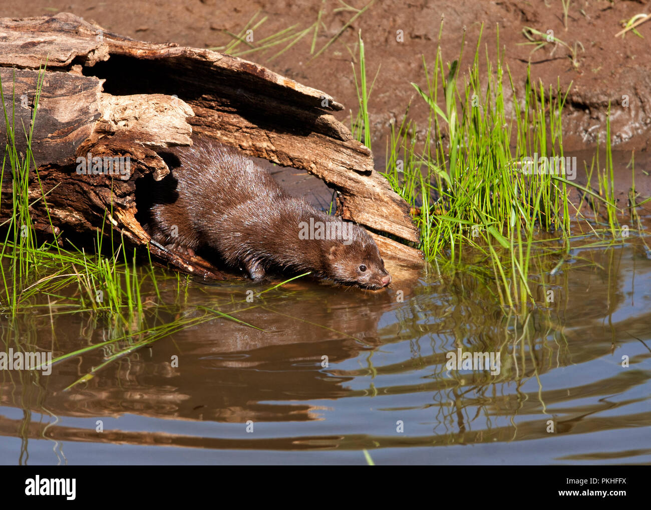 Mink Animal High Resolution Stock Photography and Images - Alamy