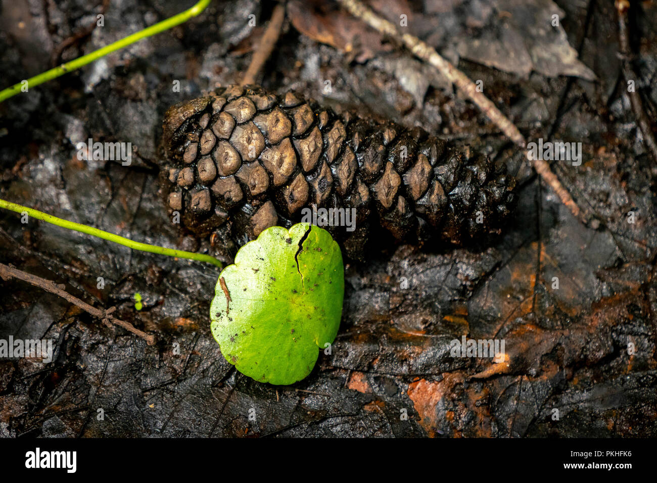 Currituck National Refuge in the Corolla section of the Outer Banks ...