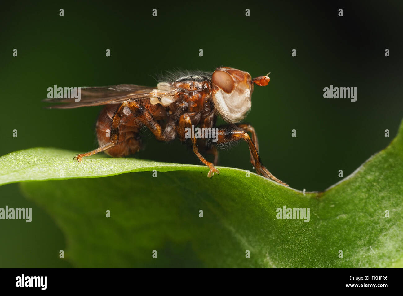 Conops testacea hi-res stock photography and images - Alamy