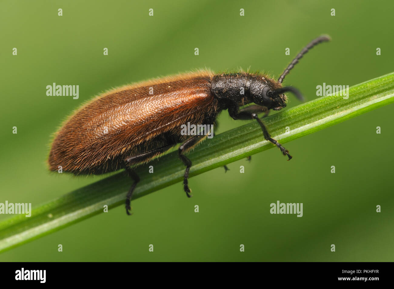 Darkling Beetle (Lagria hirta) perched on blade of grass. Tipperary ...
